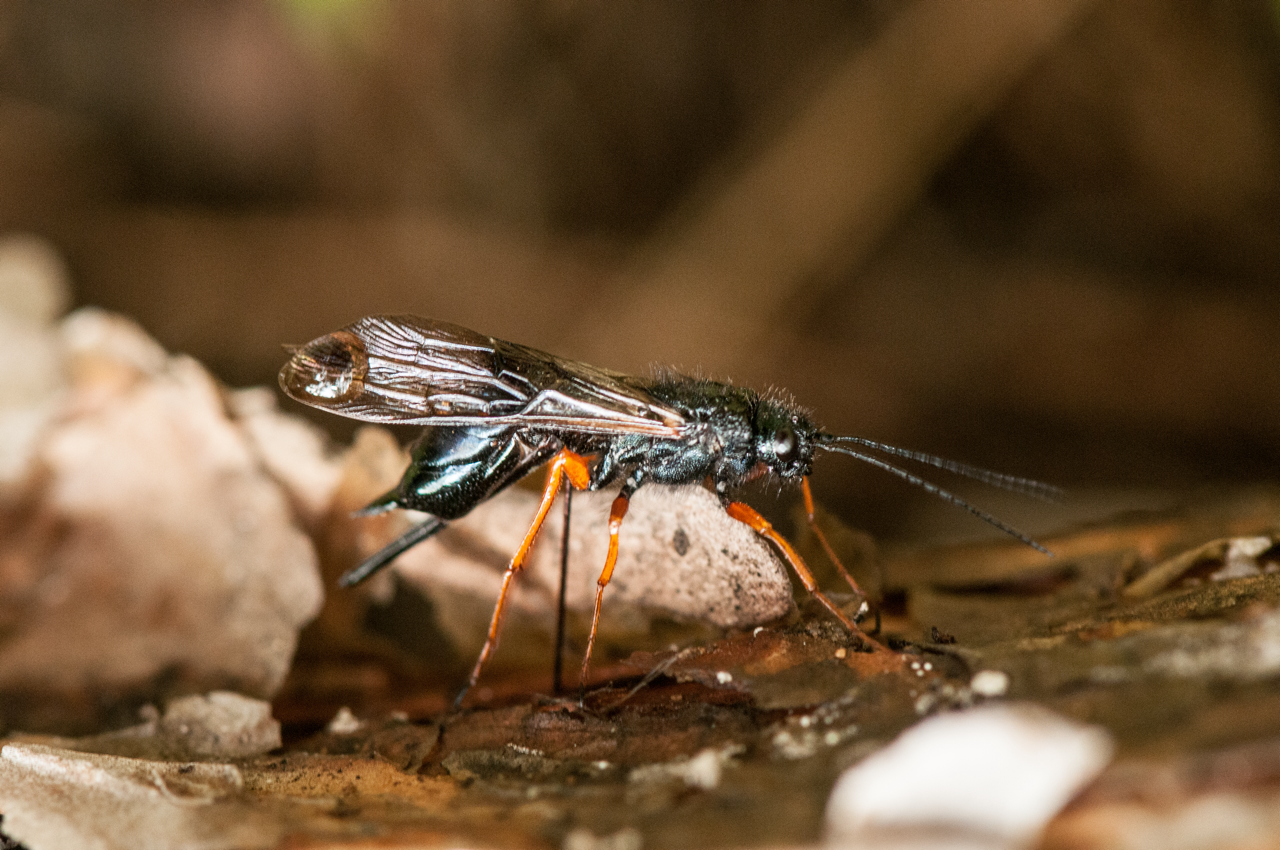 Forest Pest Database - Forest Pest Database